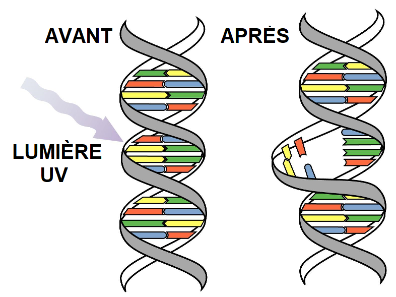 INFO UV | Safety Science